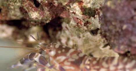 Super slow motion pistol shrimp attack is explosive - CBS News
