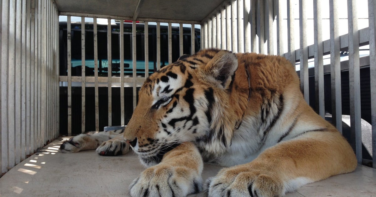 Surgeons remove 4-pound hairball from 400-pound tiger - CBS News