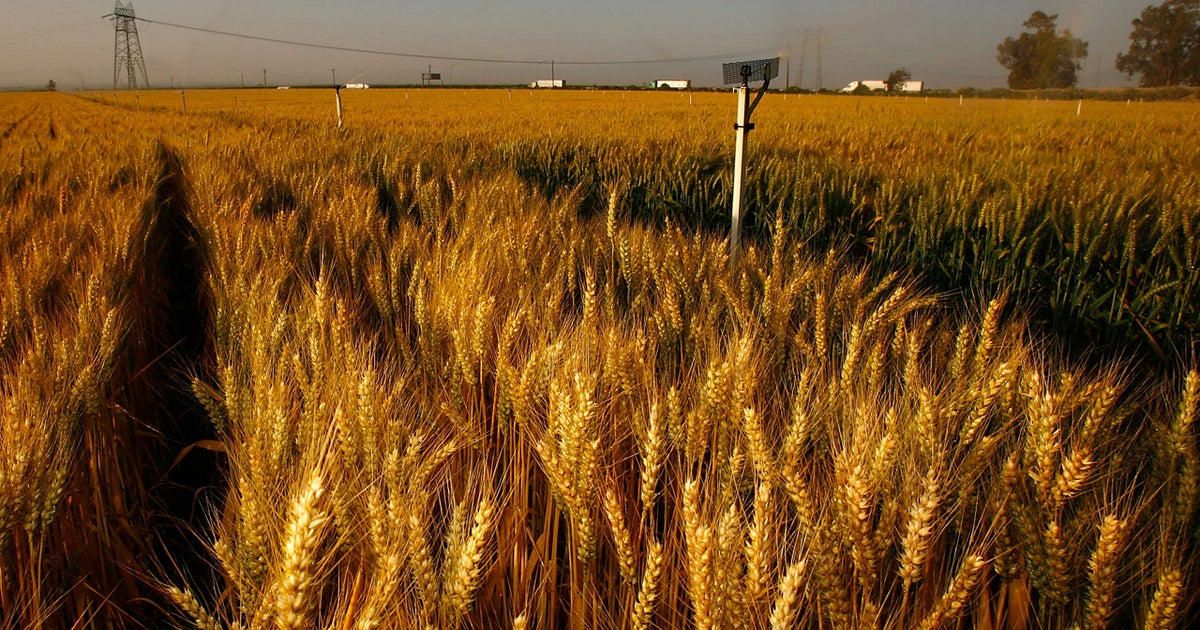 Nonapproved strain of genetically modified wheat discovered in Oregon ...