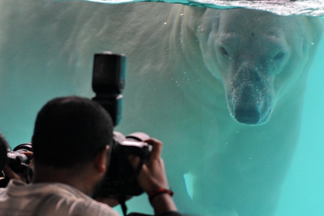 New home for Singapore's polar bear