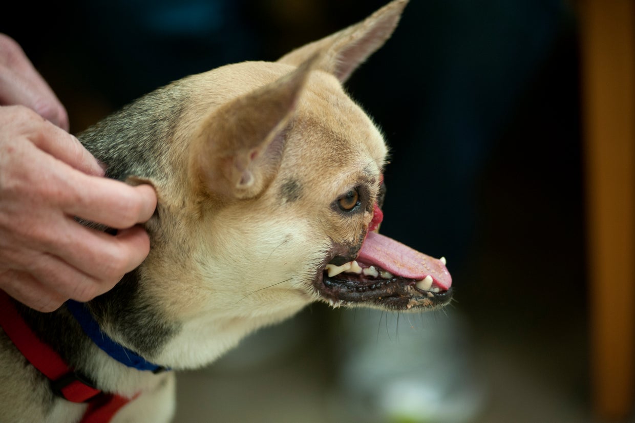 Hero dog Kabang gets new nose