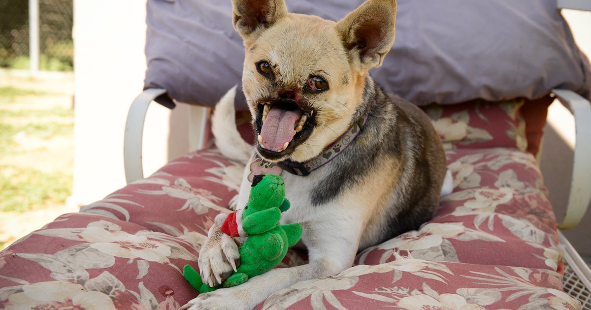 Hero dog Kabang gets new nose