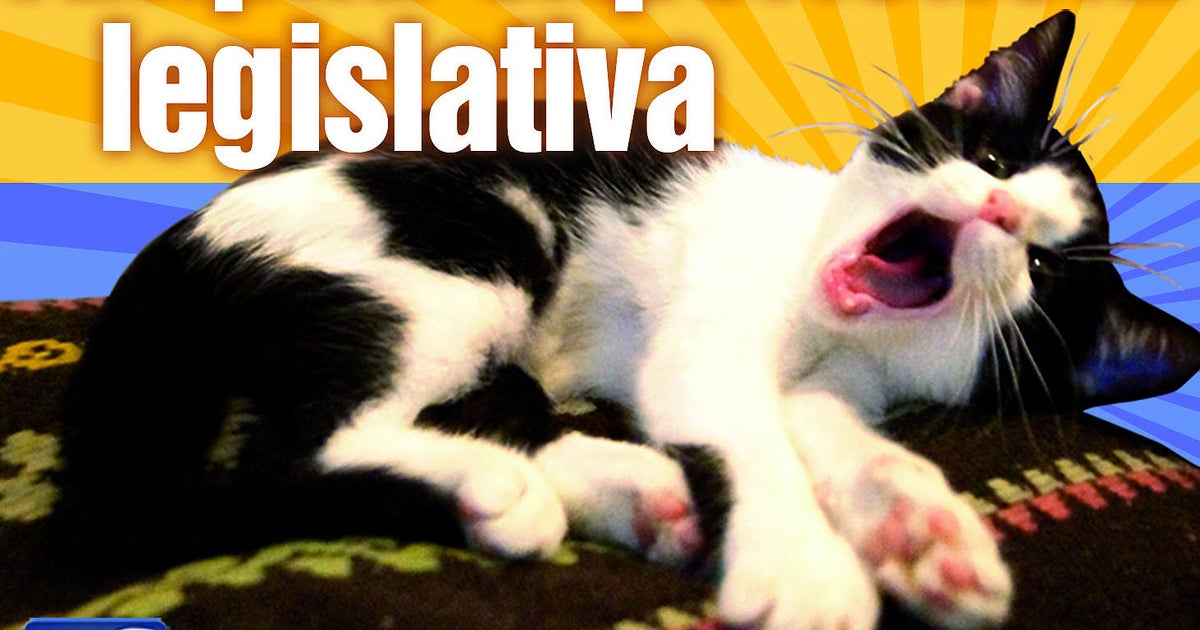 Meet Morris the cat, mayoral hopeful - CBS News