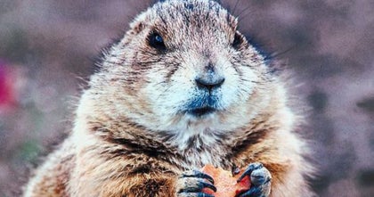 Minn. mother, son, accused of stealing frozen gopher feet - CBS News