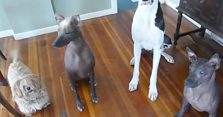 Oddly adorable pets of five dogs, cat and duck - CBS News