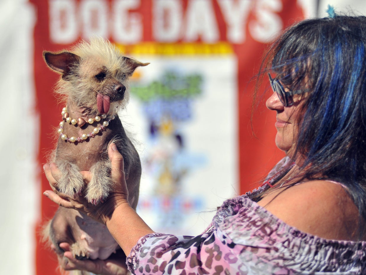 World's Ugliest Dog Contest 2013