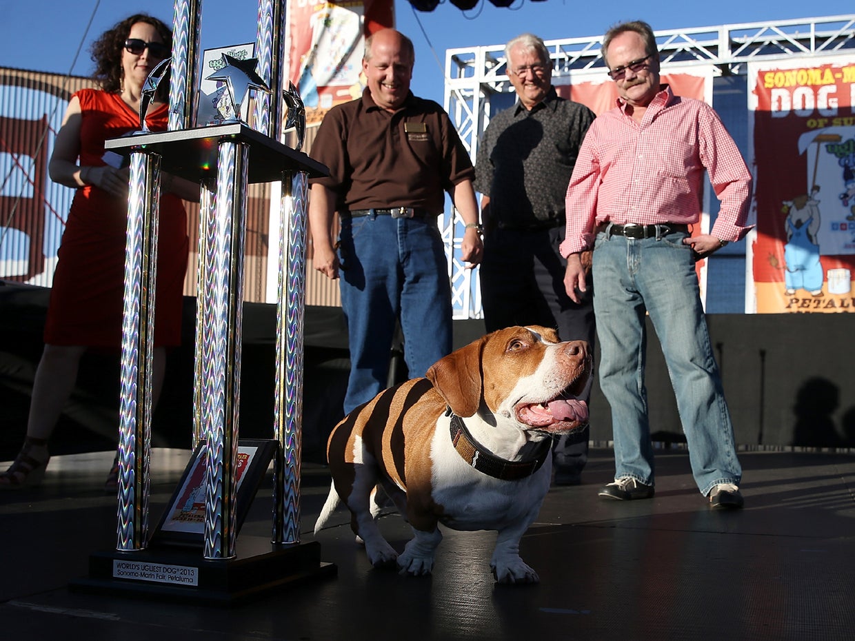World's Ugliest Dog Contest 2013