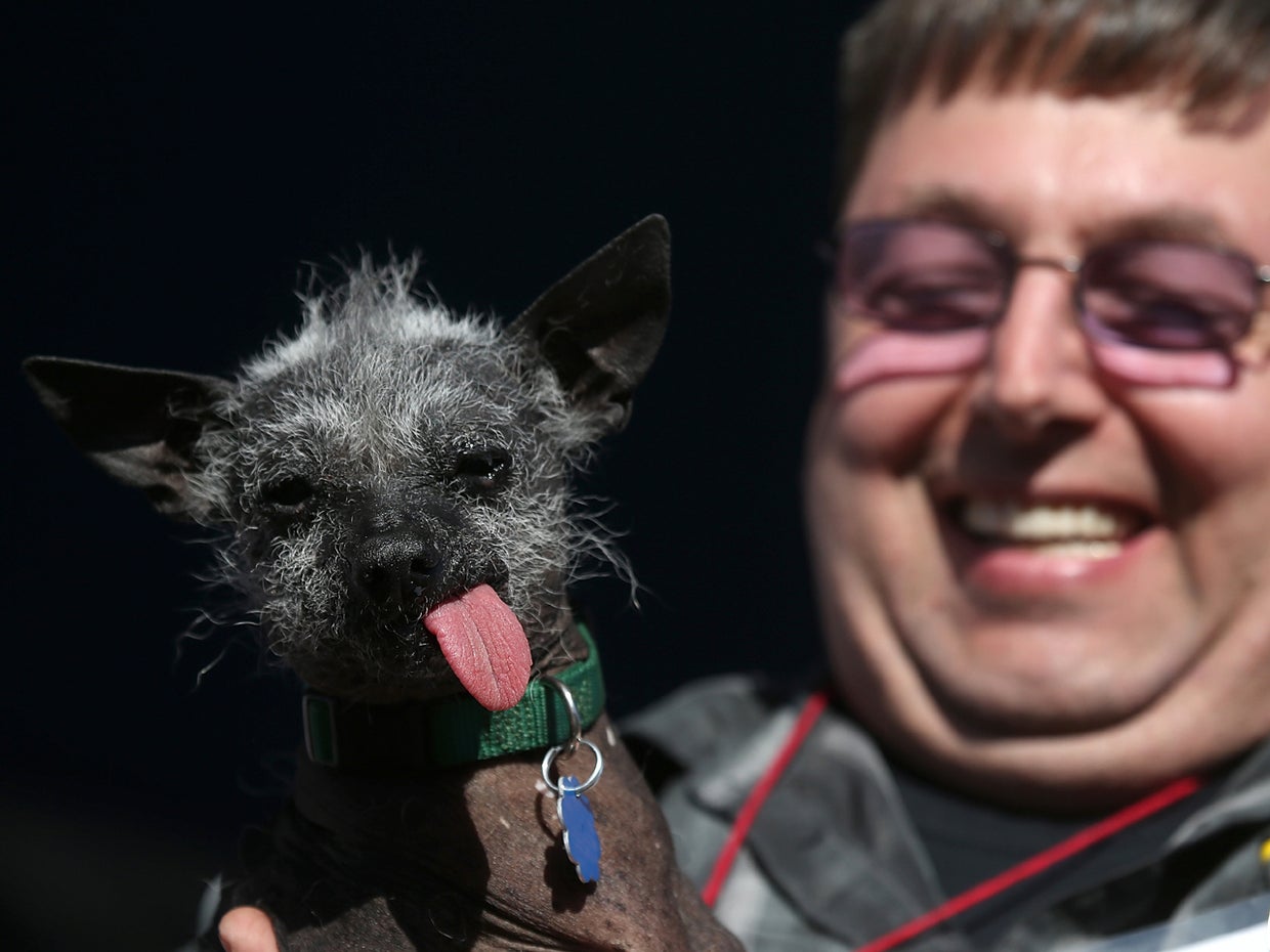 World's Ugliest Dog Contest 2013