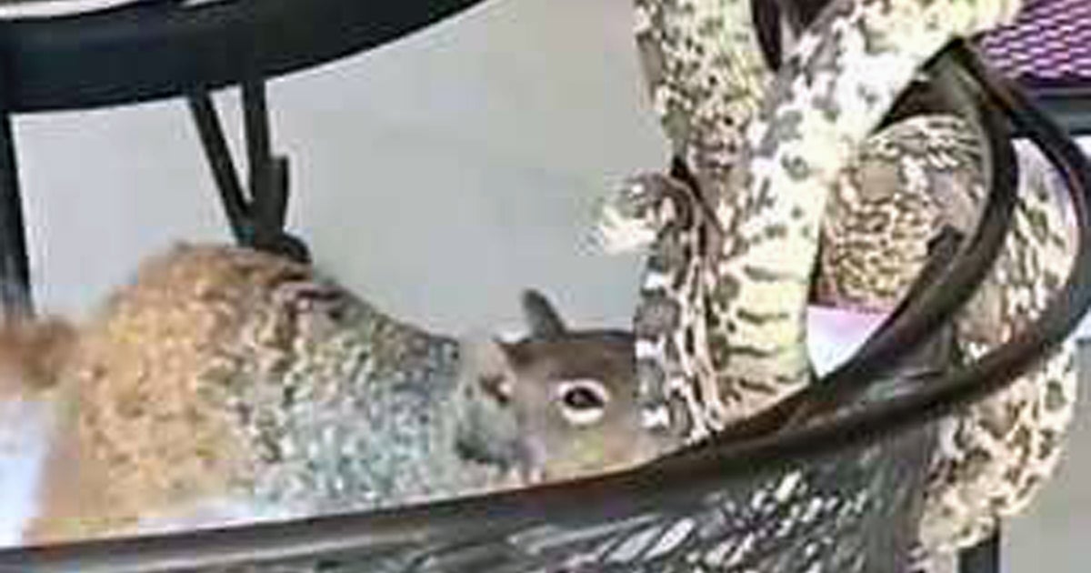 Ariz. squirrel gives snake a beating in backyard brawl - CBS News