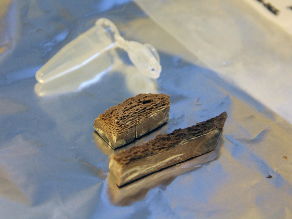 Ancient horse DNA decoded - CBS News