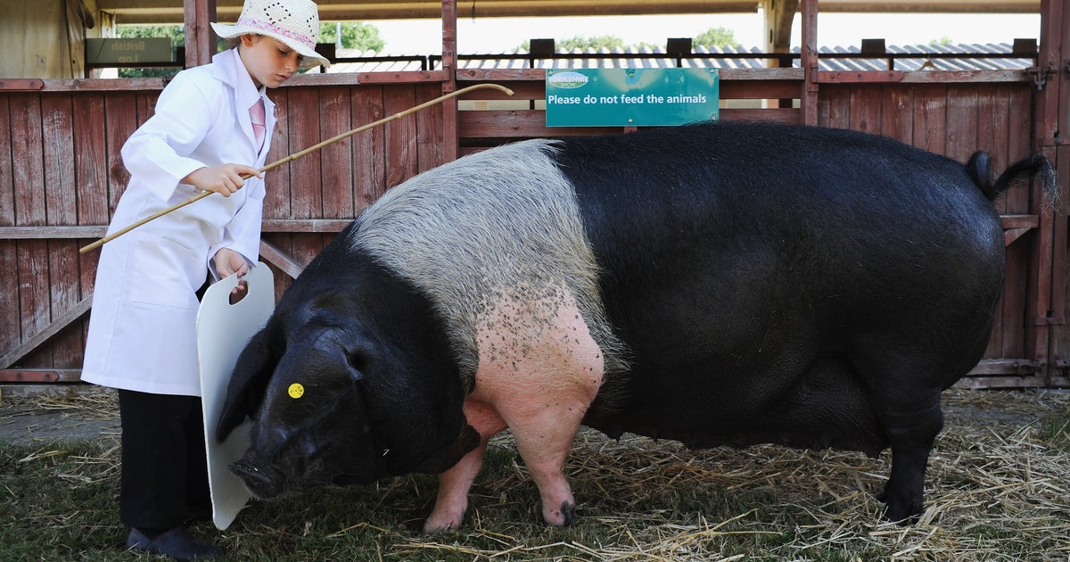 Spotted sheep, fancy pigs at UK's biggest agriculture show