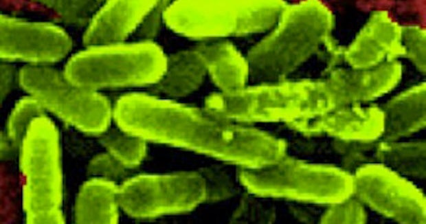 Bacteria in space grow in strange ways - CBS News