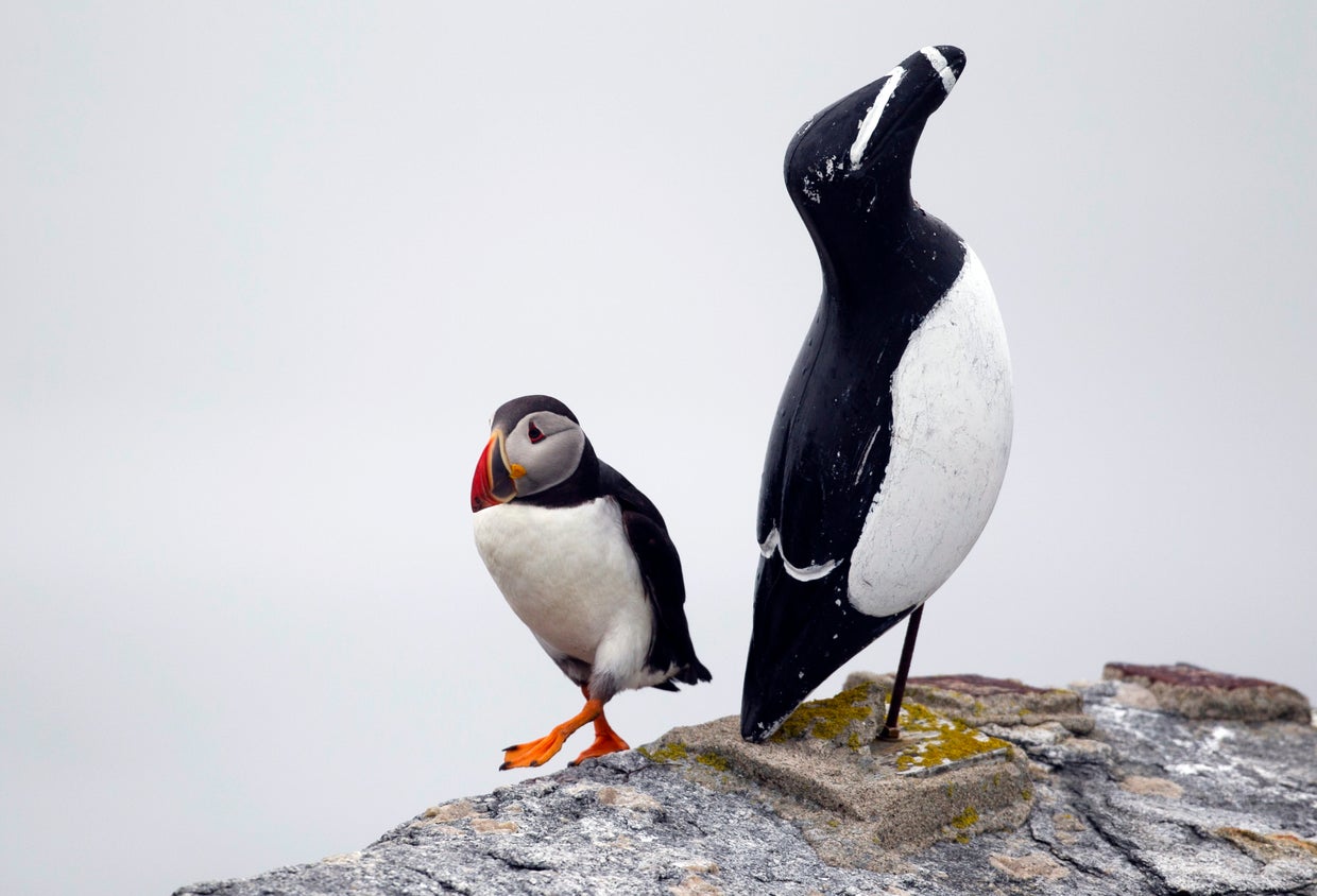 Puffins in peril