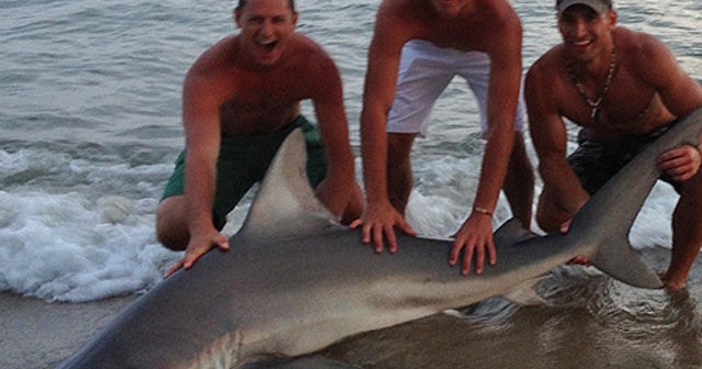 Mass. man fights shark and brings it to shore - CBS News