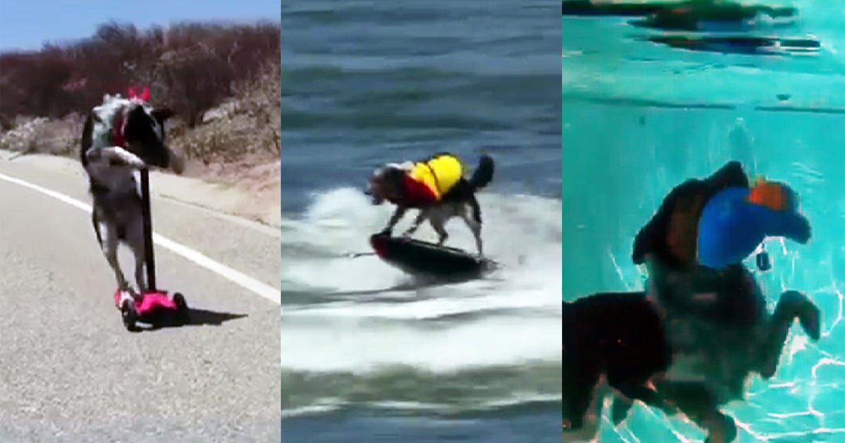 Jumpy the dog can do anything! - CBS News