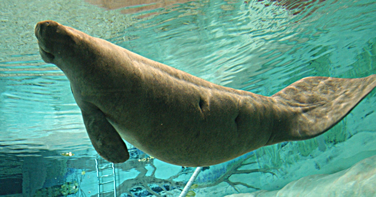 Snooty the manatee celebrates 65th birthday - CBS News