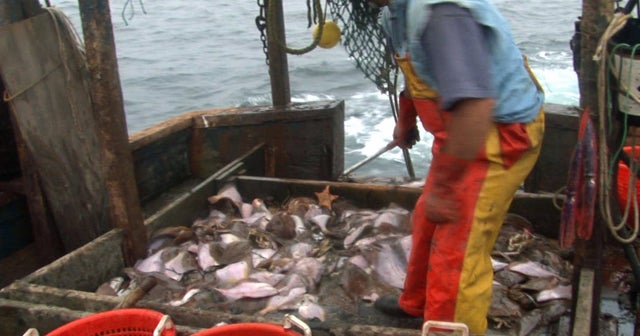Warmer Atlantic a big factor in cod kill-off, study shows - CBS News