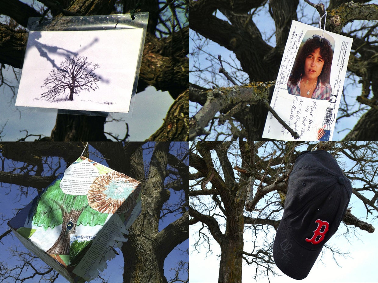 Mark Hirsch photographs "That Tree"