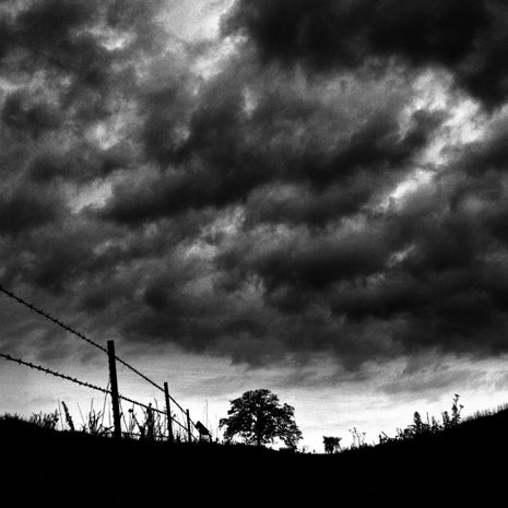 Mark Hirsch photographs "That Tree"