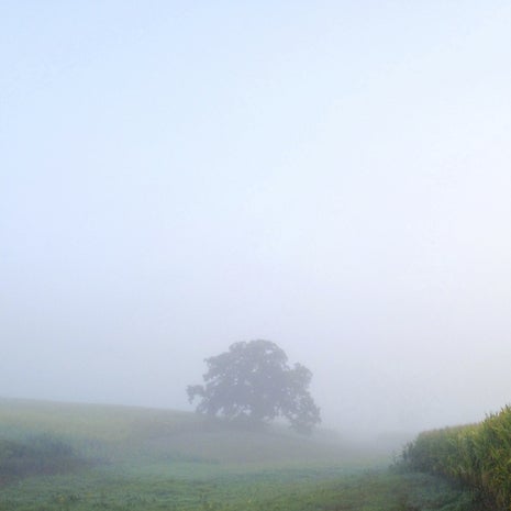 Mark Hirsch photographs "That Tree"