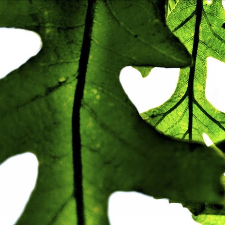 Mark Hirsch photographs "That Tree"