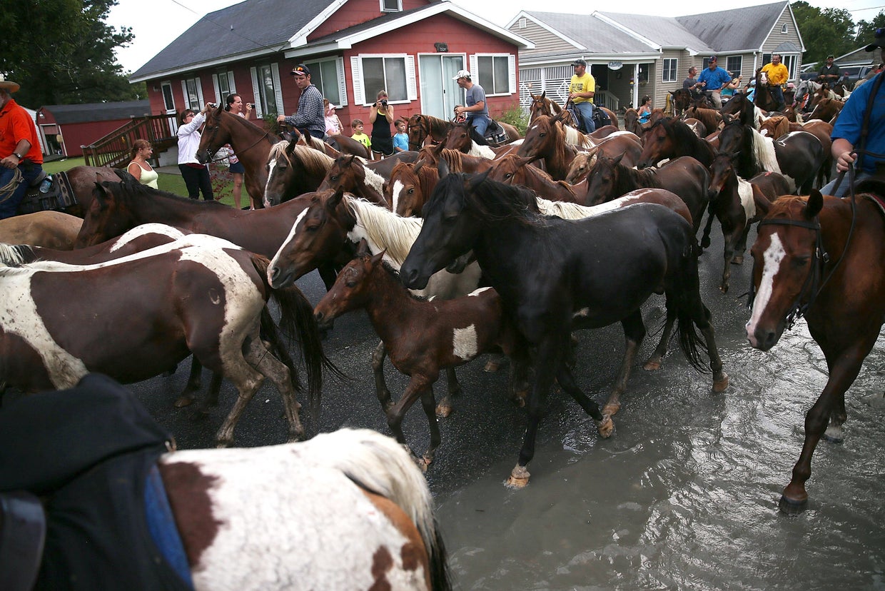 The wild ponies of Chincoteague