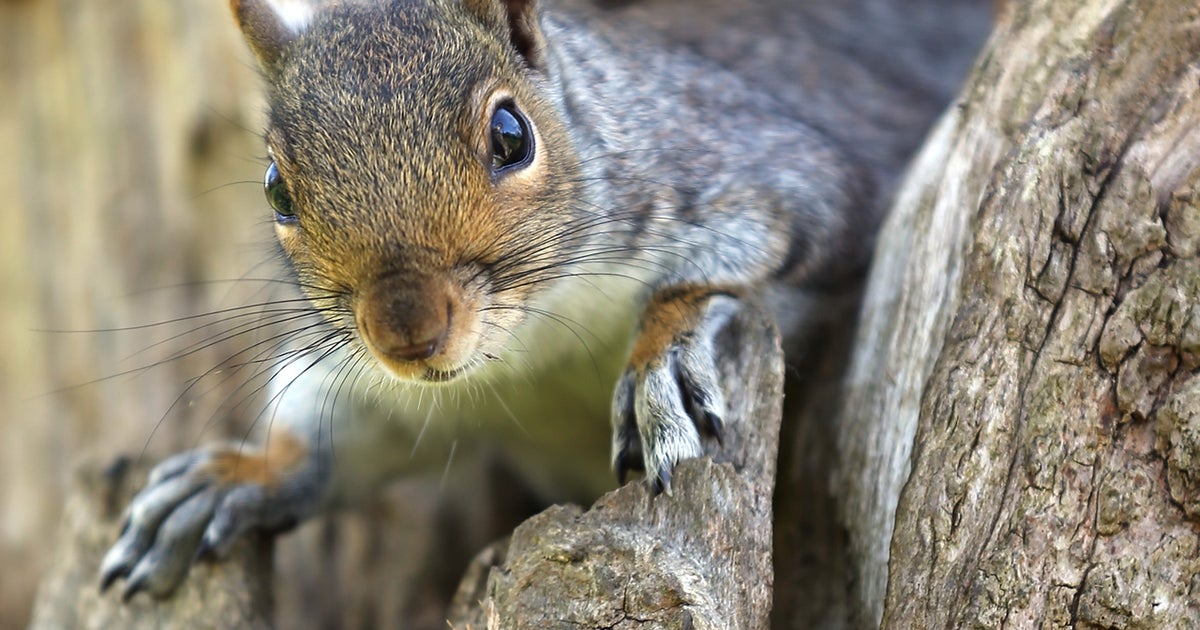 Tiny critter causes $300K in damage to Indiana community center - CBS News