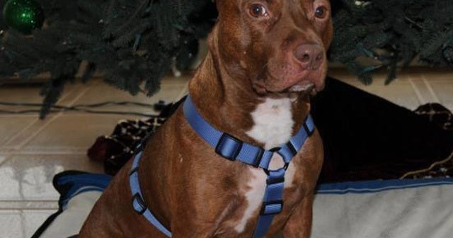 Kisha Curtis, N.J. woman, pleads guilty to animal cruelty after her ...