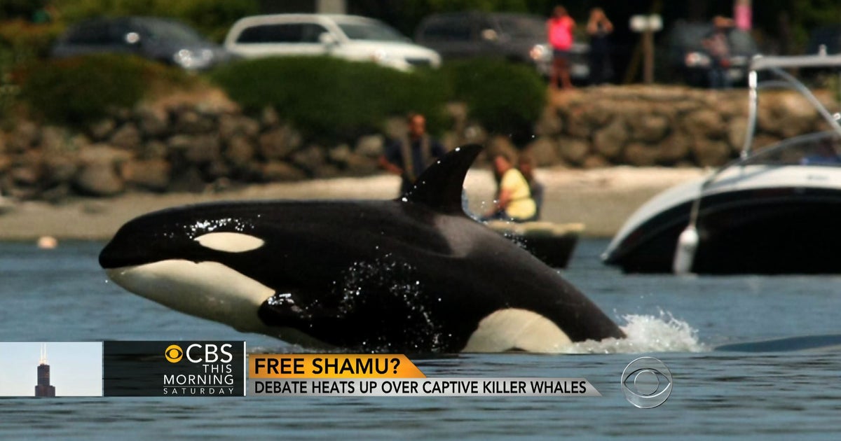 Free Shamu? Debate heats up over captive killer whales - CBS News