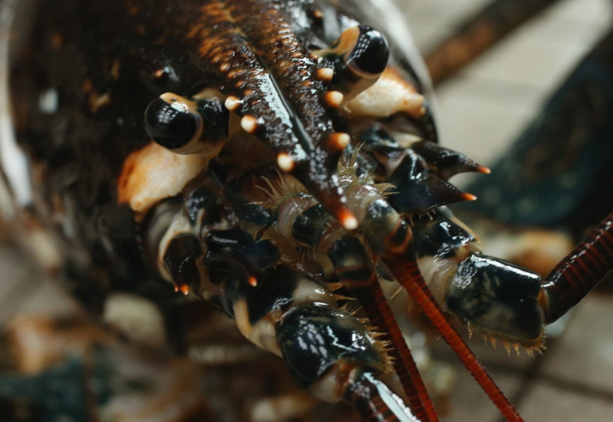Teeny, tiny lobsters