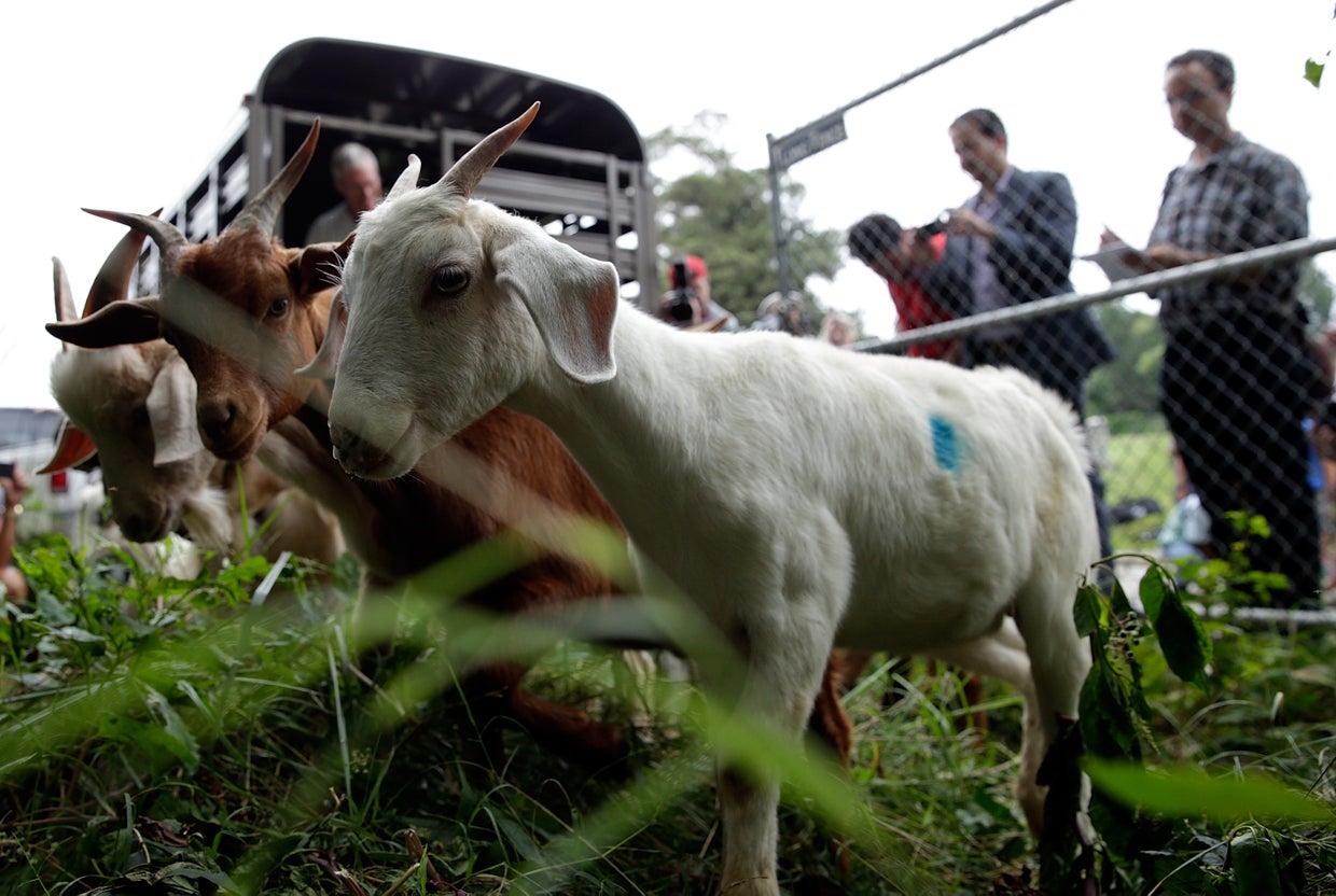 "Eco-Goats" to the rescue