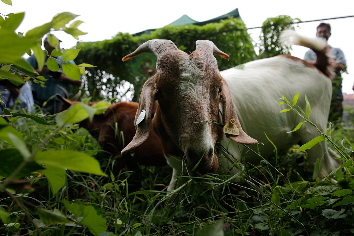 "Eco-Goats" to the rescue