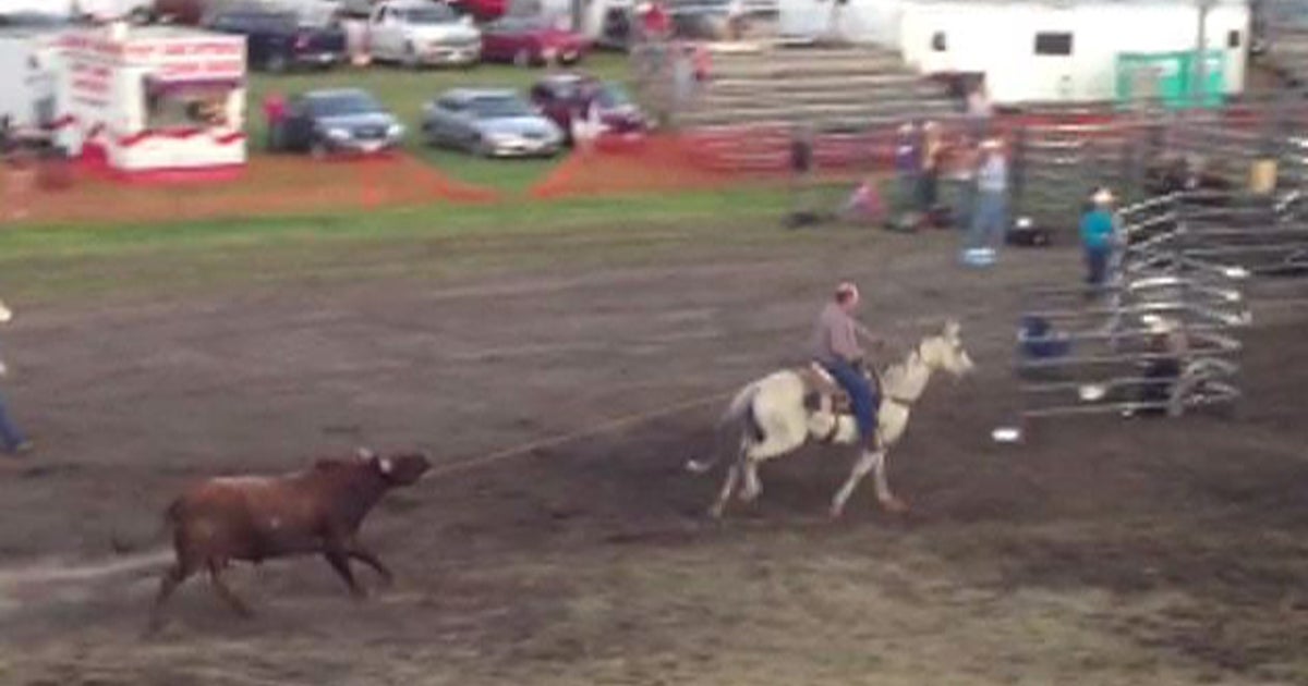 Watch: Bull busting loose during rodeo - CBS News