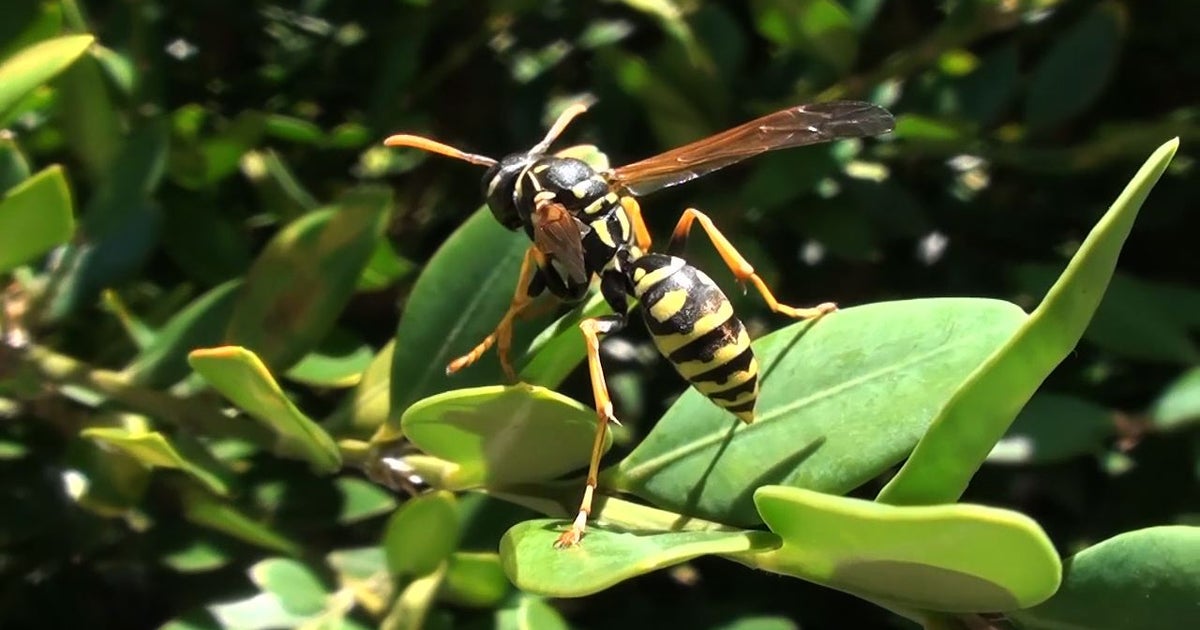Venom immunotherapy helps those with deadly bug allergies - CBS News
