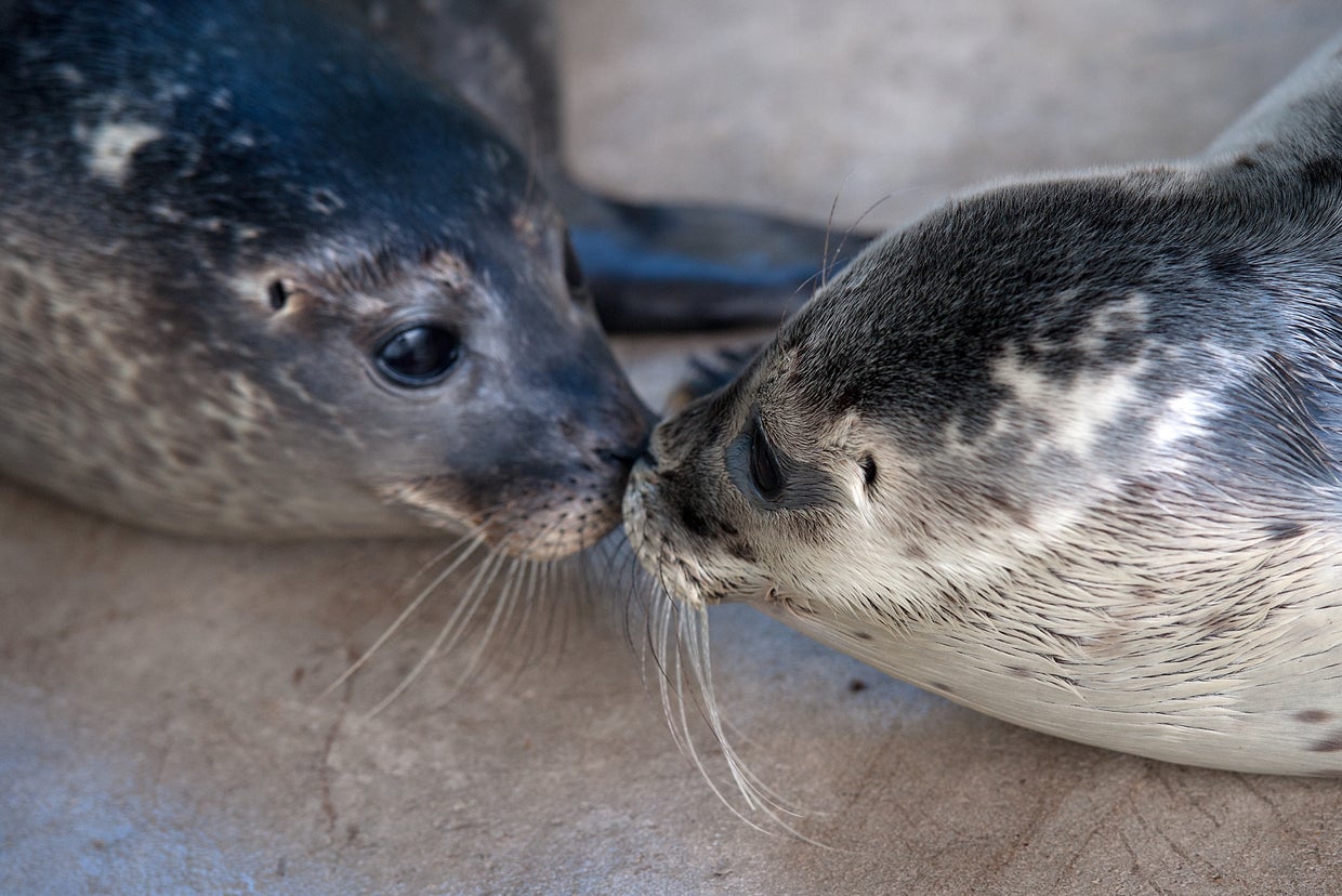 Abandoned seals returned to wild
