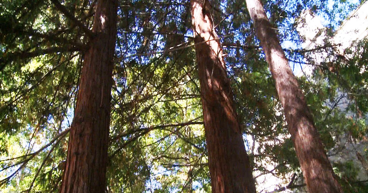 Climate change may be contributing to thriving redwoods - CBS News