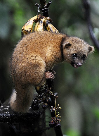 New mammal discovered