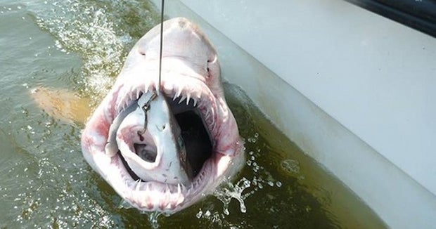 Shark swallowed whole by... another shark - CBS News