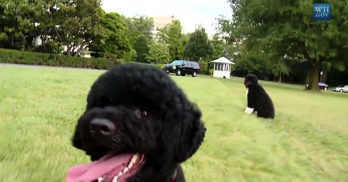 Sunny the dog carries on White House tradition - CBS News