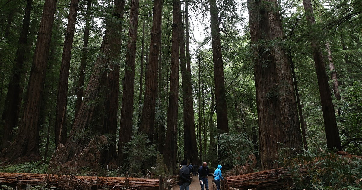Redwoods and sequoias thrive despite climate change