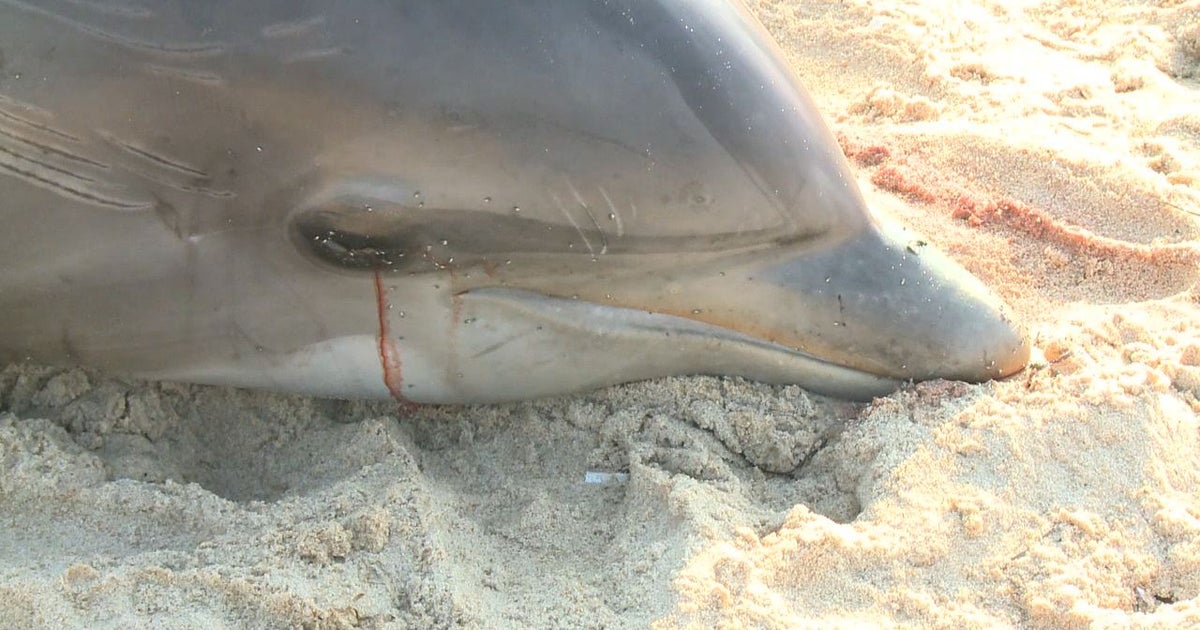 NOAA: Virus causing East coast dolphin deaths - CBS News