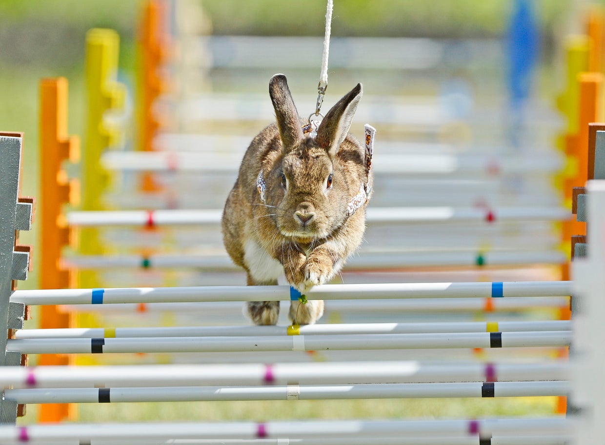 Bunny hop