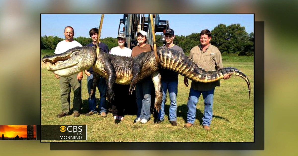 Watch: Monster gator caught by Miss. hunters - CBS News