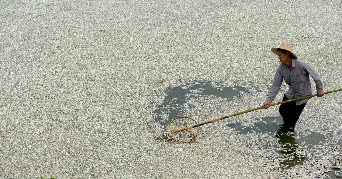 220,000 pounds of poisoned dead fish scooped up in pollution-plagued ...