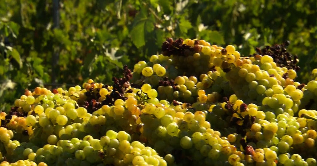 Calif. wineries accused of gulping up water source - CBS News