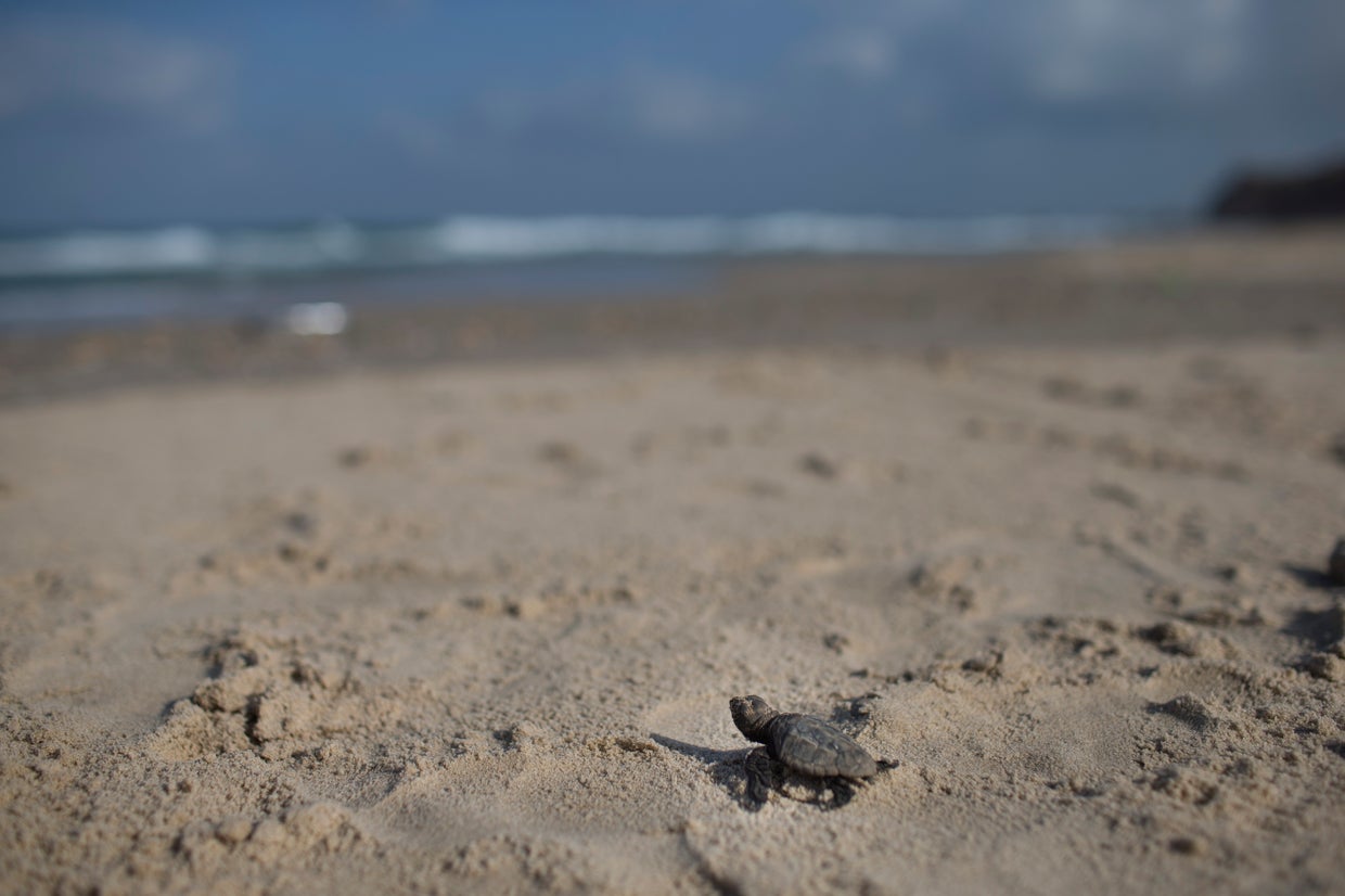 Israeli sea turtles get helping hand
