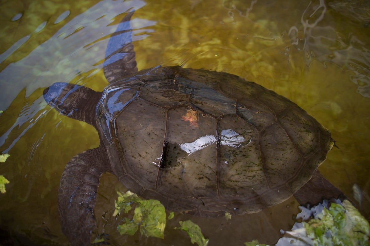 Israeli sea turtles get helping hand