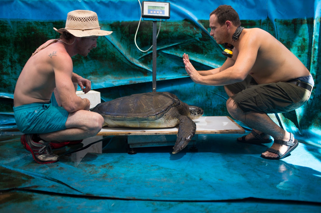 Israeli sea turtles get helping hand