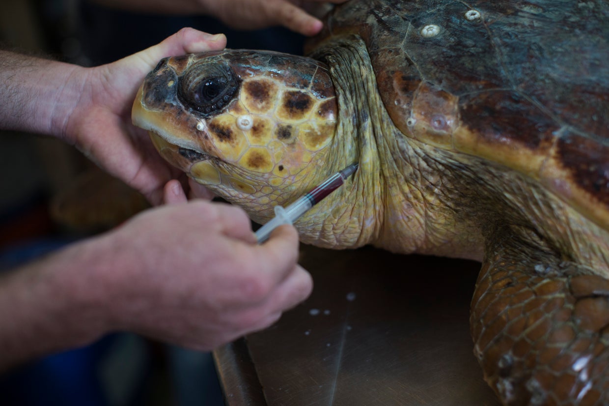 Israeli sea turtles get helping hand