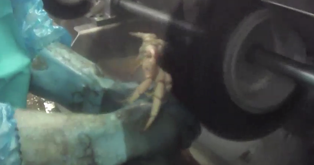 PETA: Video shows illegal lobster killing method at major Maine seafood ... PETA: Video shows illegal lobster killing method at major Maine seafood ...